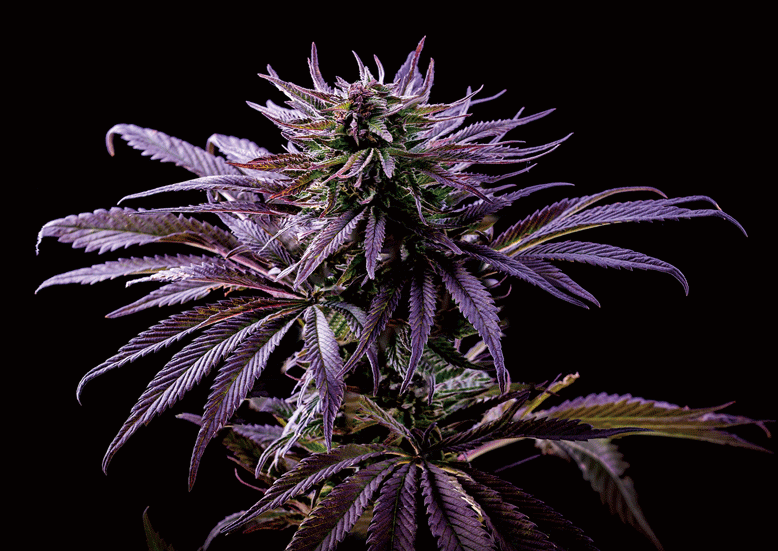 3D Weed Art Prints for Sale | Nu-Venture LLC
